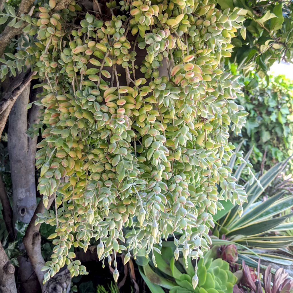 Hanging & Trailing Succulents | Mountain Crest Gardens®