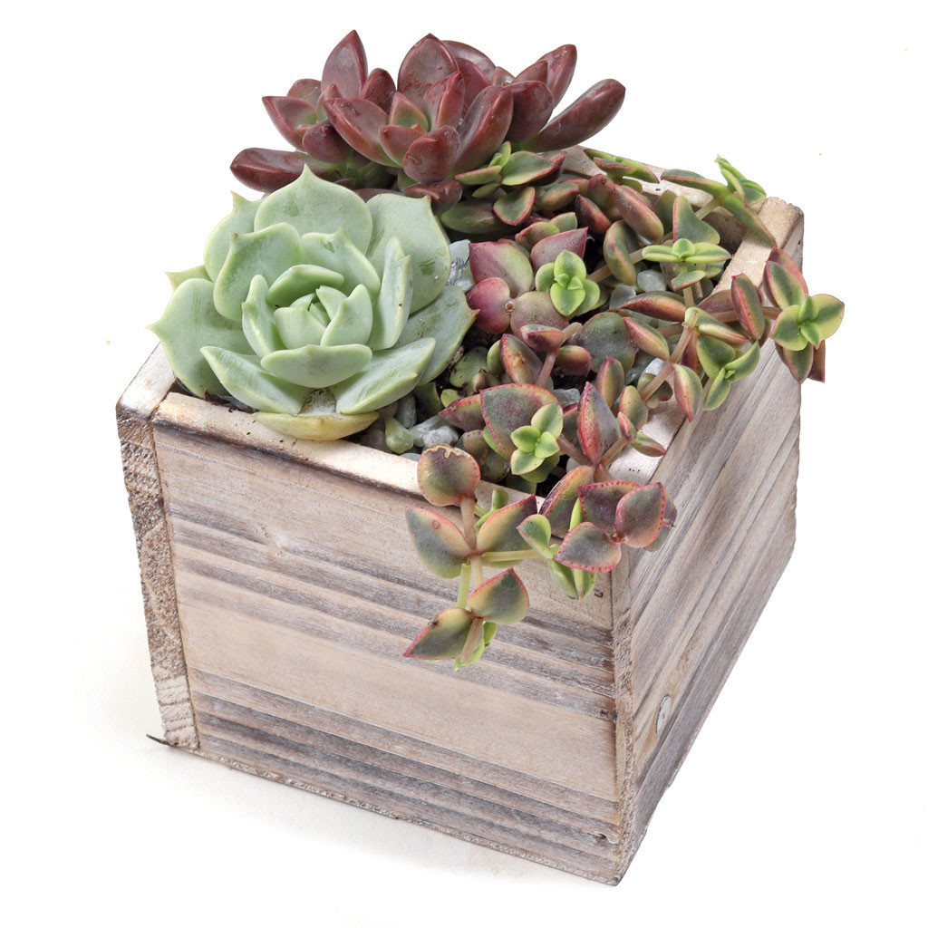 Pots for Succulents | Mountain Crest Gardens®
