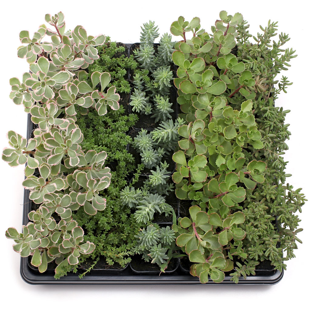 Wholesale Succulent Trays - Bulk Succulents | Mountain Crest Gardens®