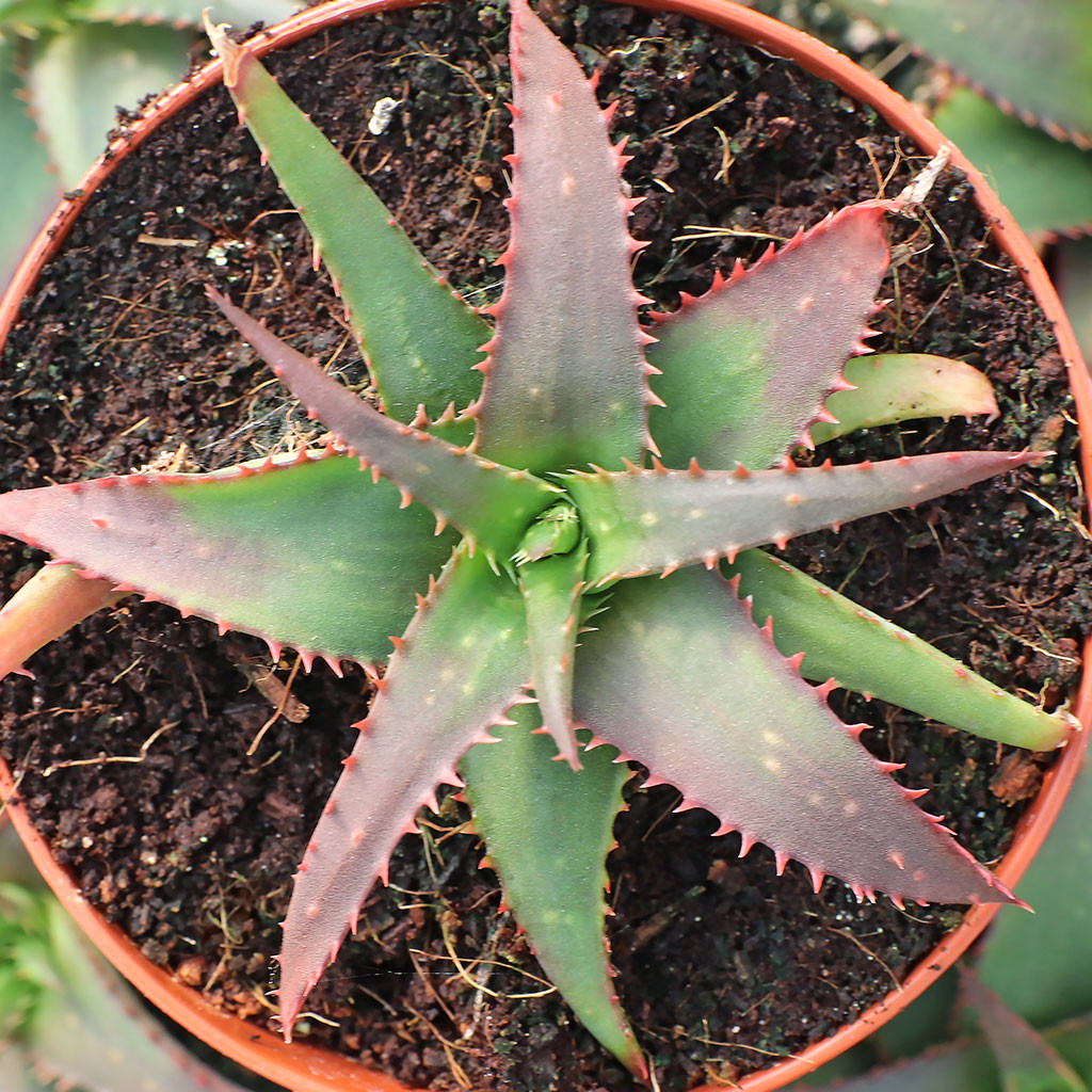 Aloe for Sale Online | Mountain Crest Gardens®