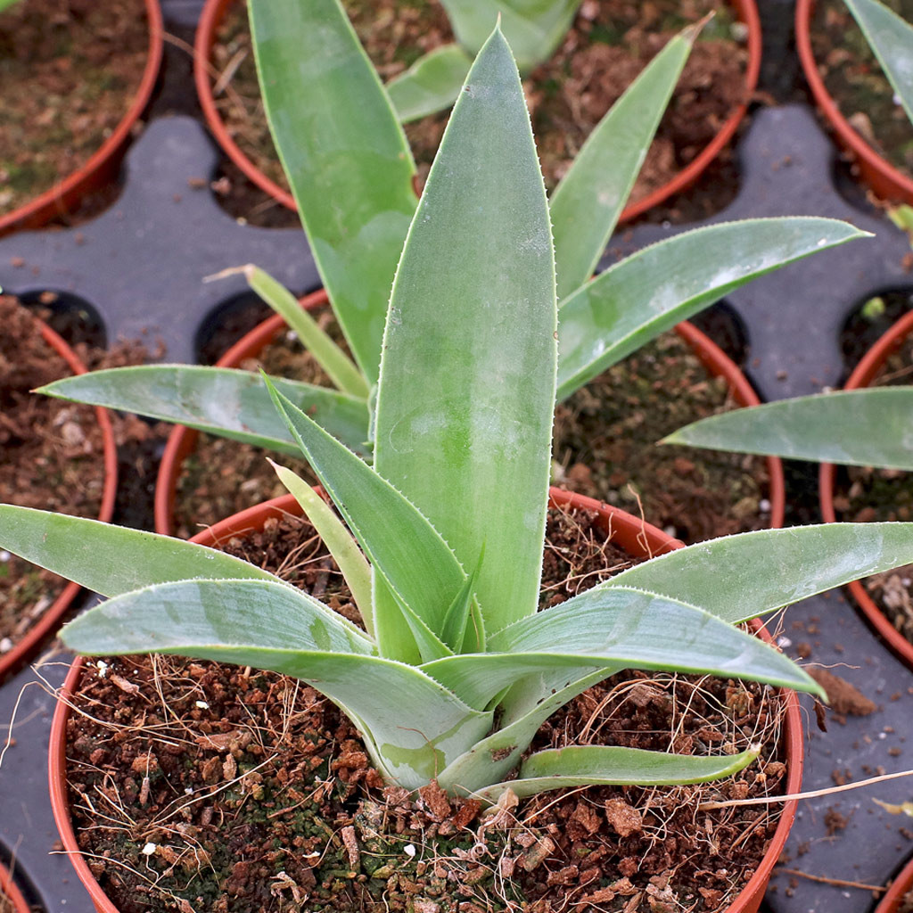Agave for Sale Online | Mountain Crest Gardens®