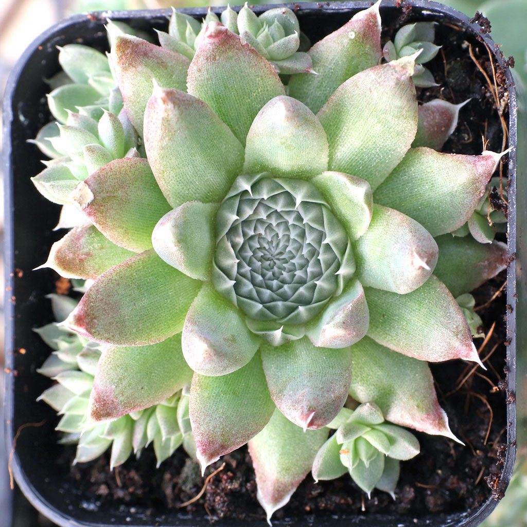 Hardy Succulents, Cold Tolerant Succulents | Mountain Crest Gardens®