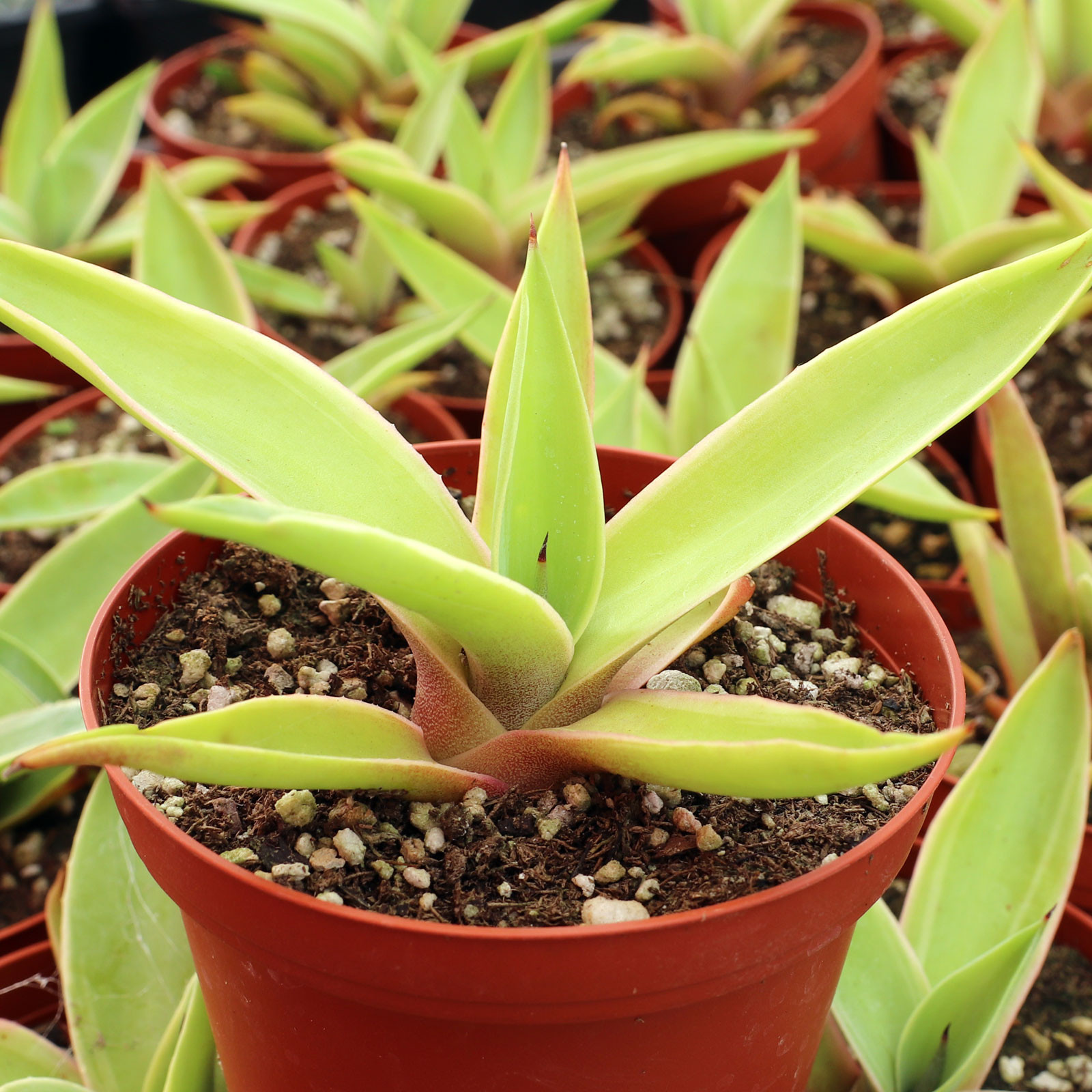 Agave for Sale Online | Mountain Crest Gardens®