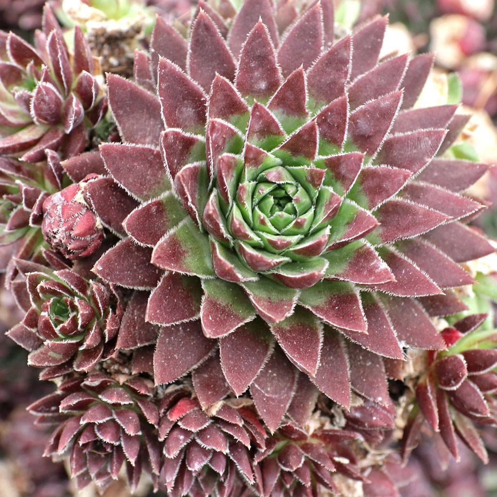 Hardy Succulents, Cold Tolerant Succulents | Mountain Crest Gardens®