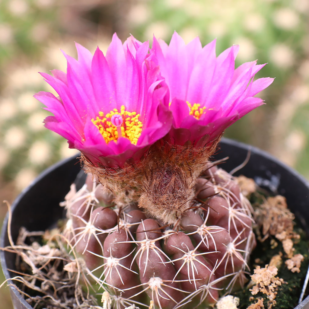 Cactus Varieties | Mountain Crest Gardens®
