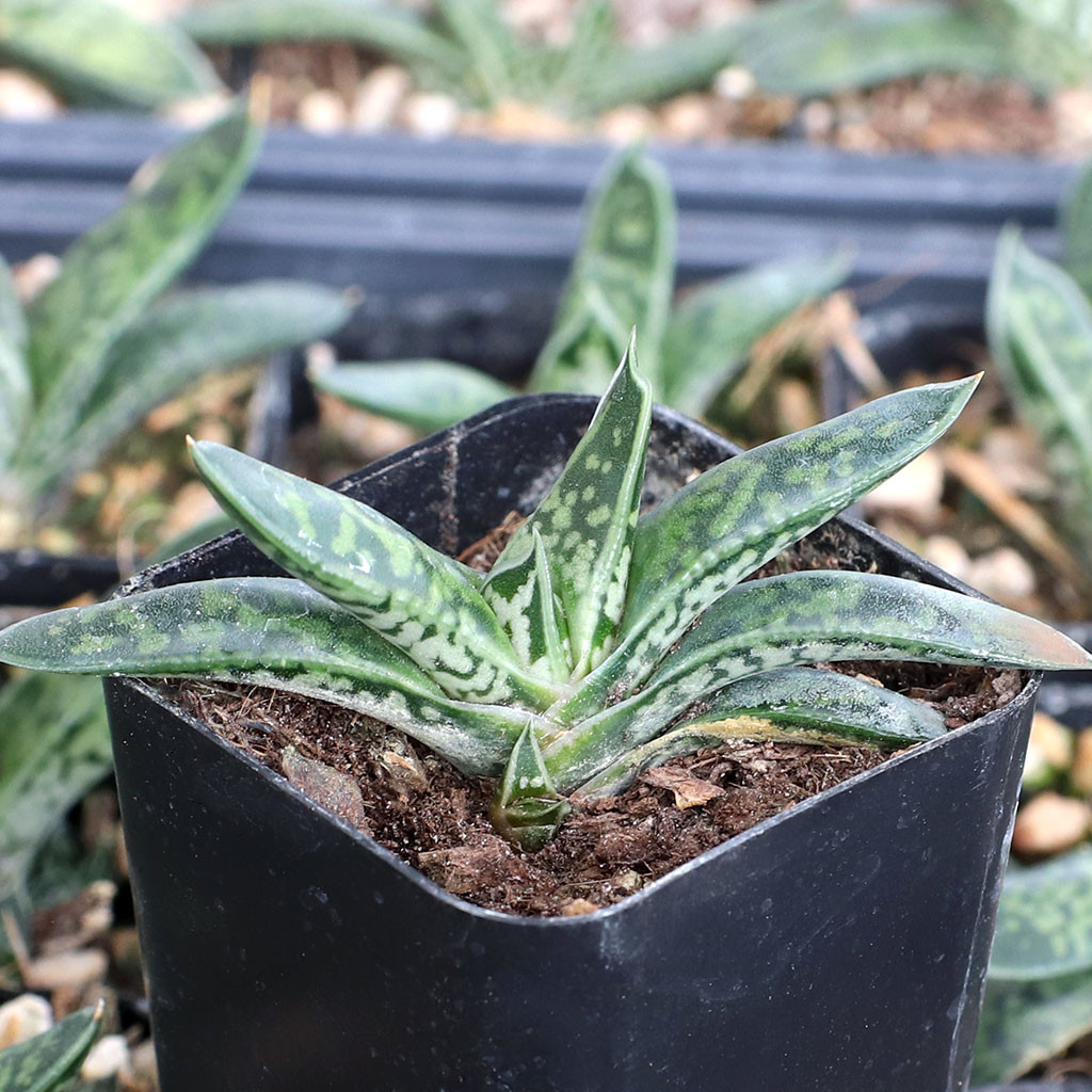 Gasteria for Sale Online | Mountain Crest Gardens®