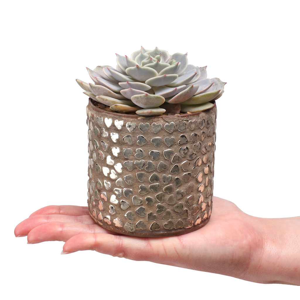 Pots for Succulents | Mountain Crest Gardens®