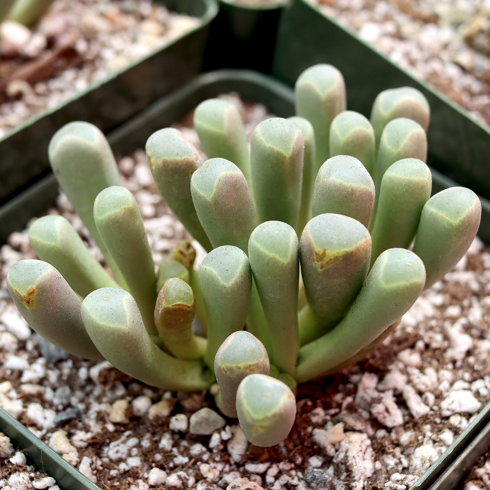 Rare & Unique Succulents for Sale | Mountain Crest Gardens®