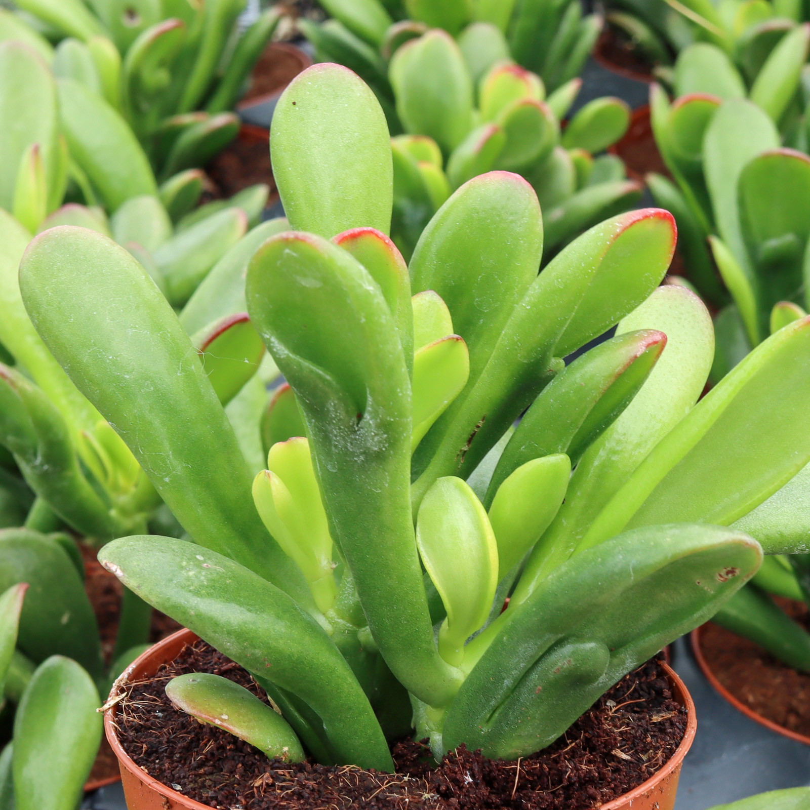 Jade Plants for Sale | Mountain Crest Gardens®