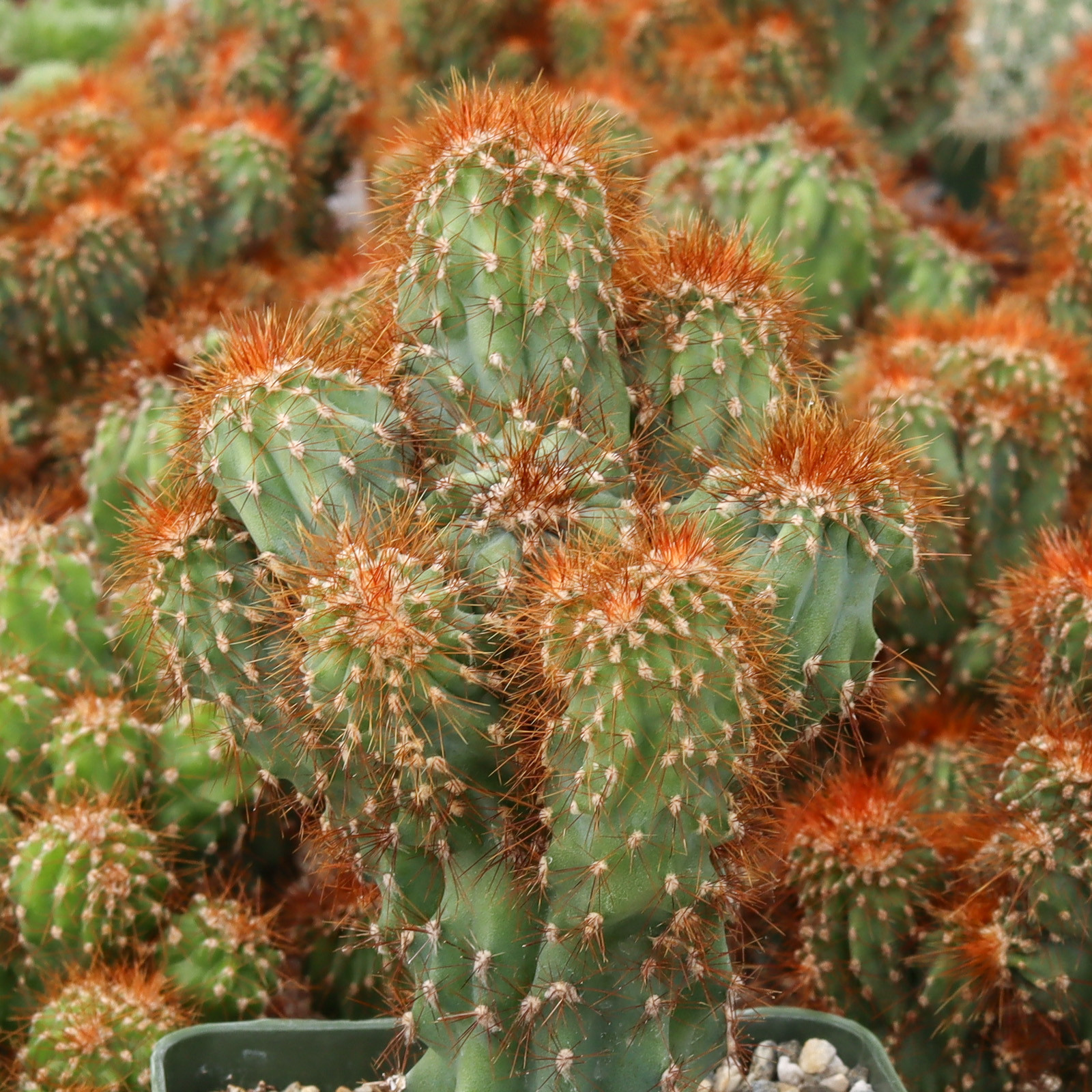 Crested & Monstrose Succulents & Cacti | MCG™