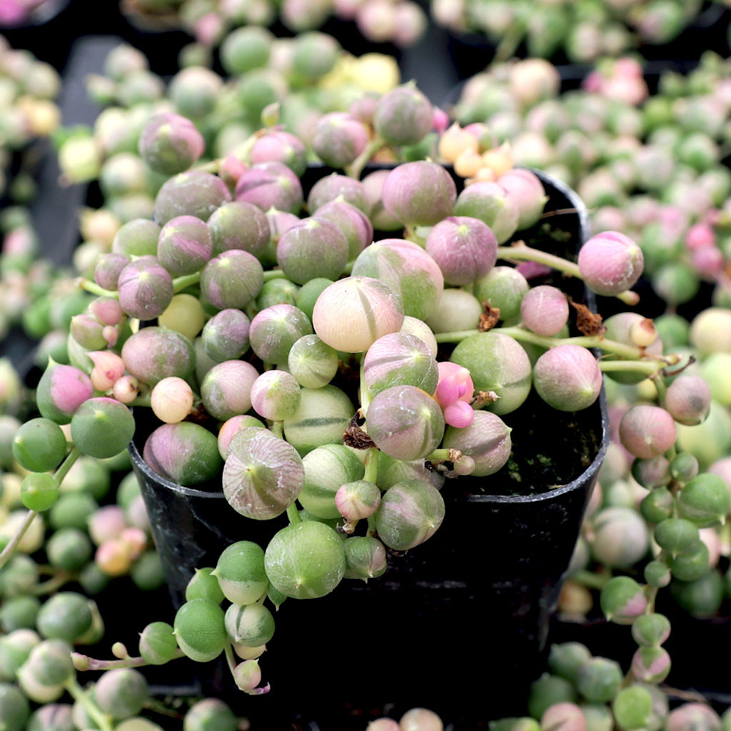 Senecio for sale online | Mountain Crest Gardens®