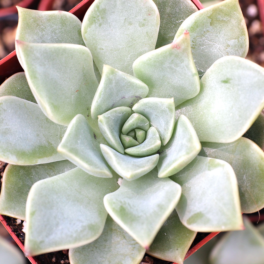 Graptoveria Succulents | Mountain Crest Gardens®
