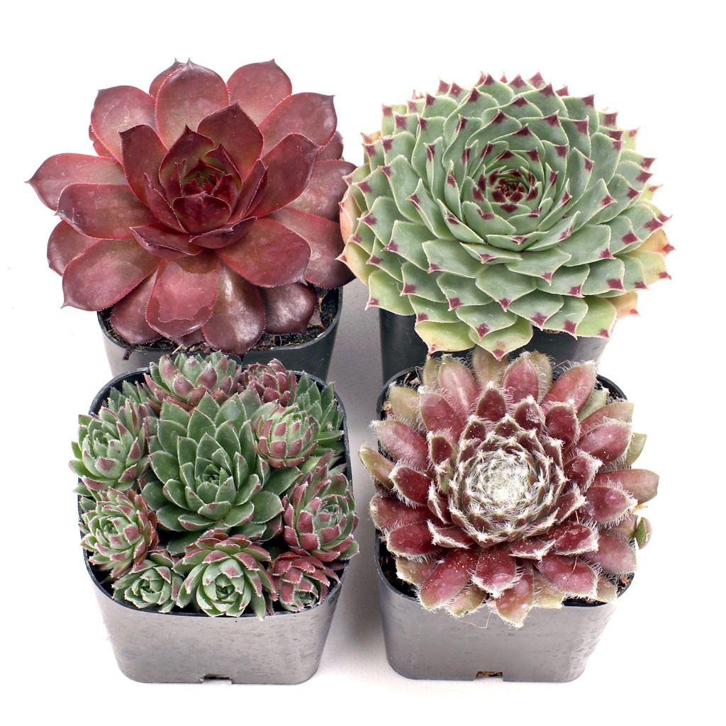 Hardy Succulents, Cold Tolerant Succulents | Mountain Crest Gardens®