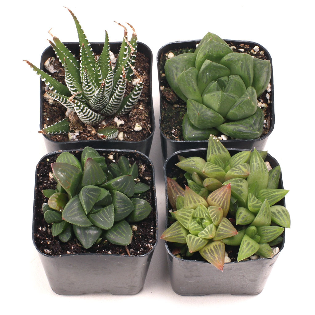 House & Indoor Succulents | Mountain Crest Gardens®