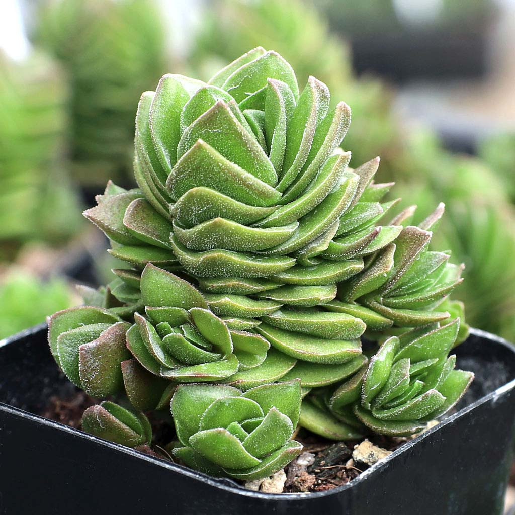 Rare & Unique Succulents for Sale | Mountain Crest Gardens®