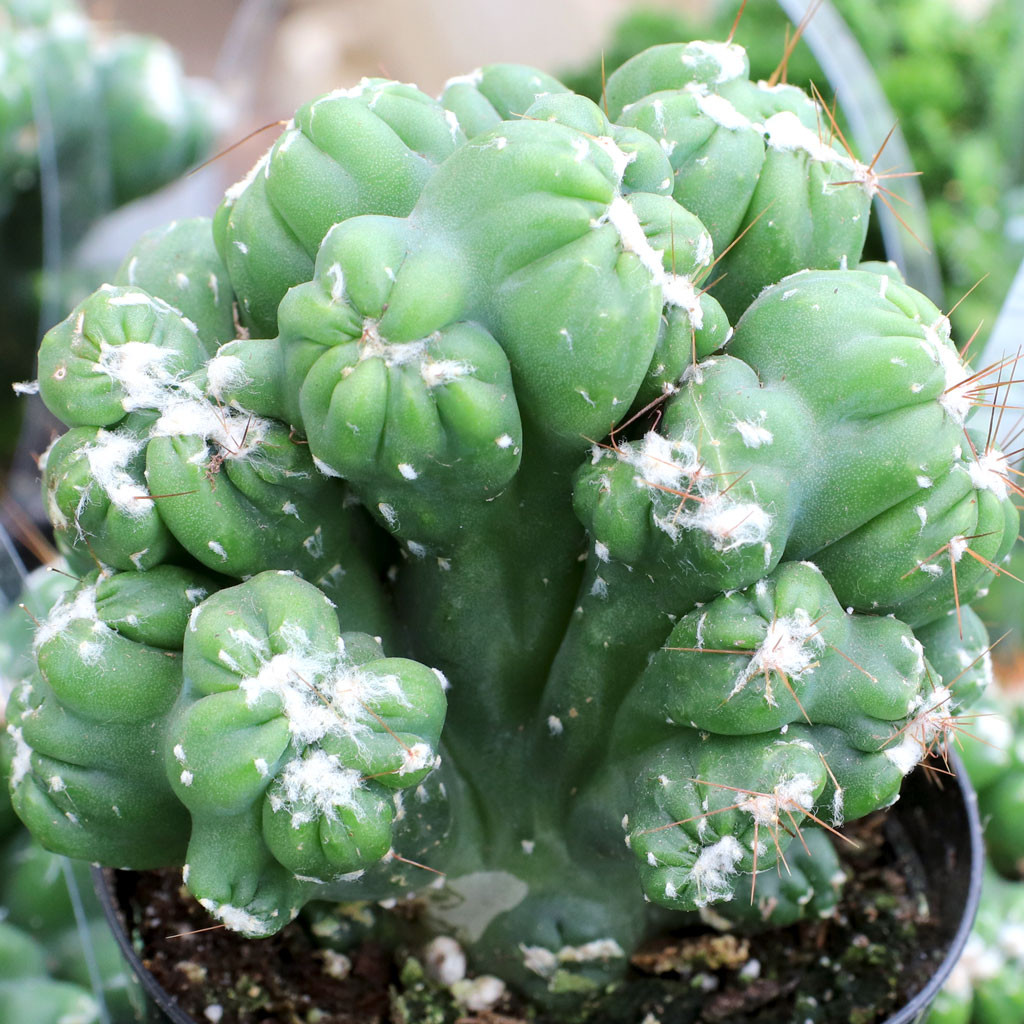 More Succulents - Cactus - Cereus - Mountain Crest Gardens