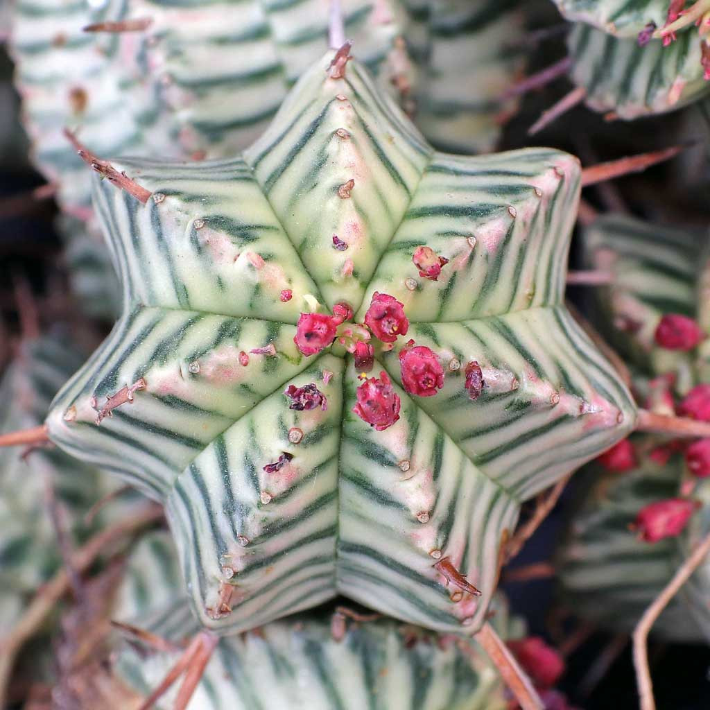Rare & Unique Succulents for Sale | Mountain Crest Gardens®