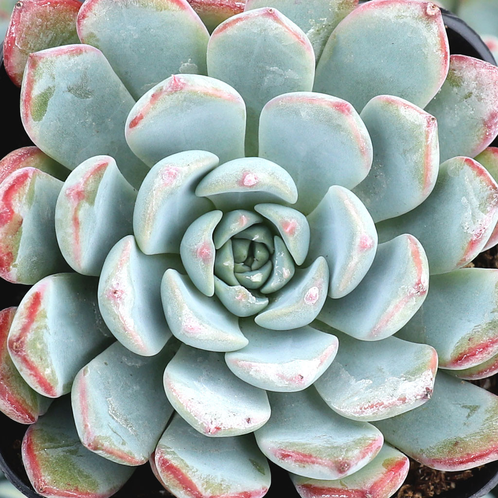 Blue Succulents | Mountain Crest Gardens®