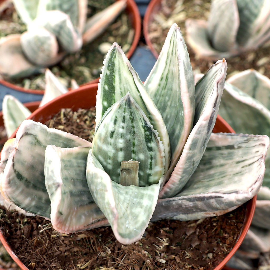 Gasteria for Sale Online | Mountain Crest Gardens®