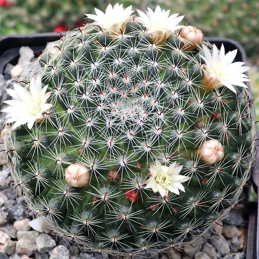 Cactus | Cactus Types | Buy Cactus Online