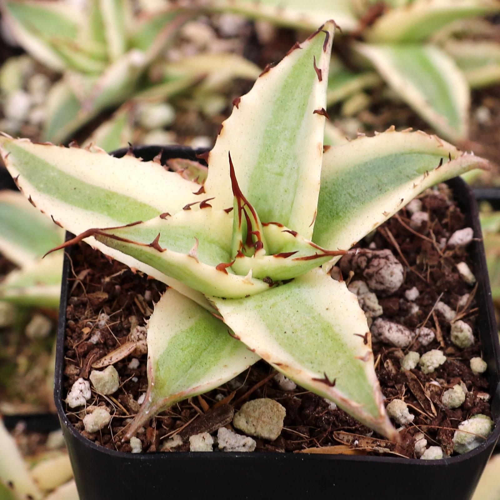 Agave for Sale Online | Mountain Crest Gardens®