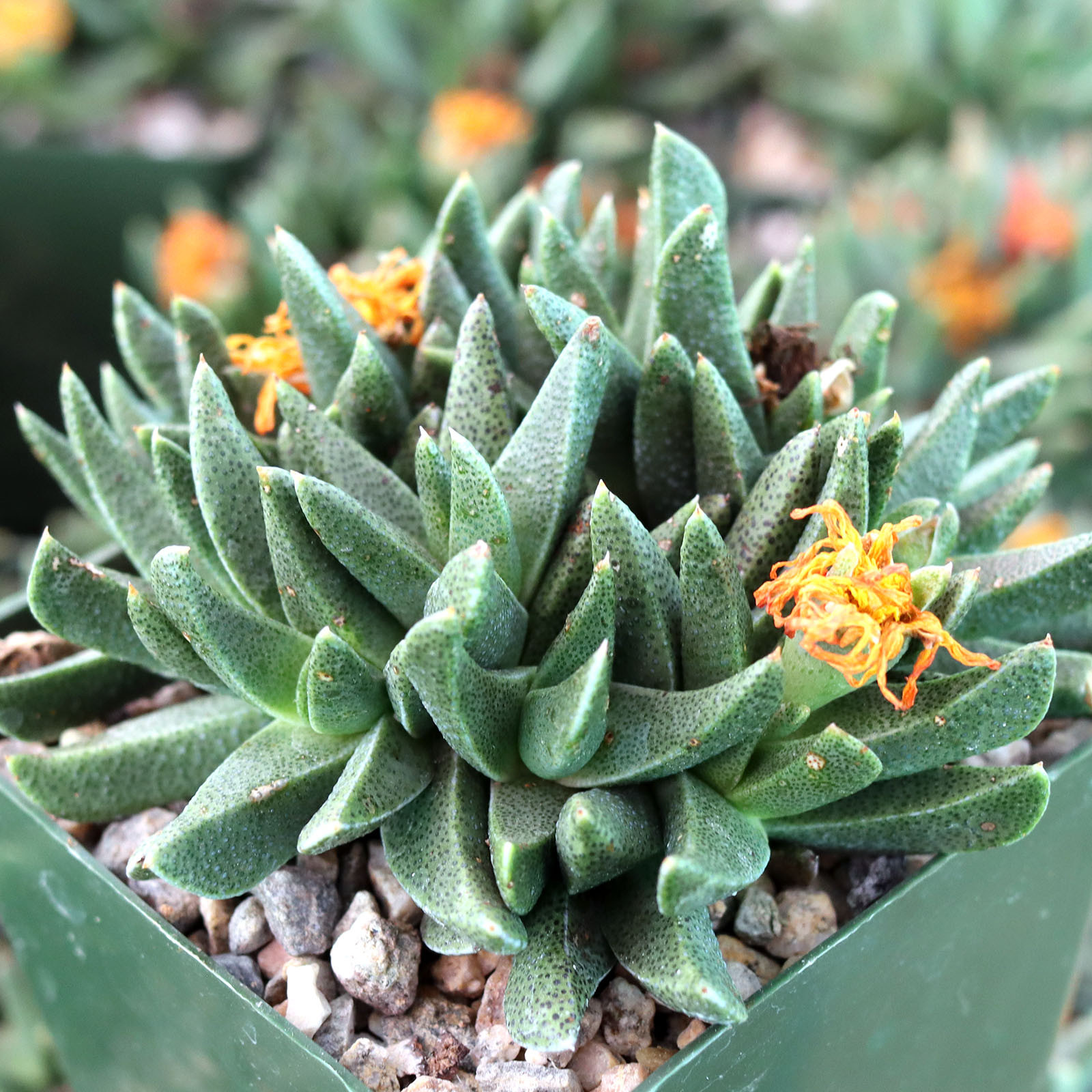 Mesembs (Mimicry Plants) | Mountain Crest Gardens®