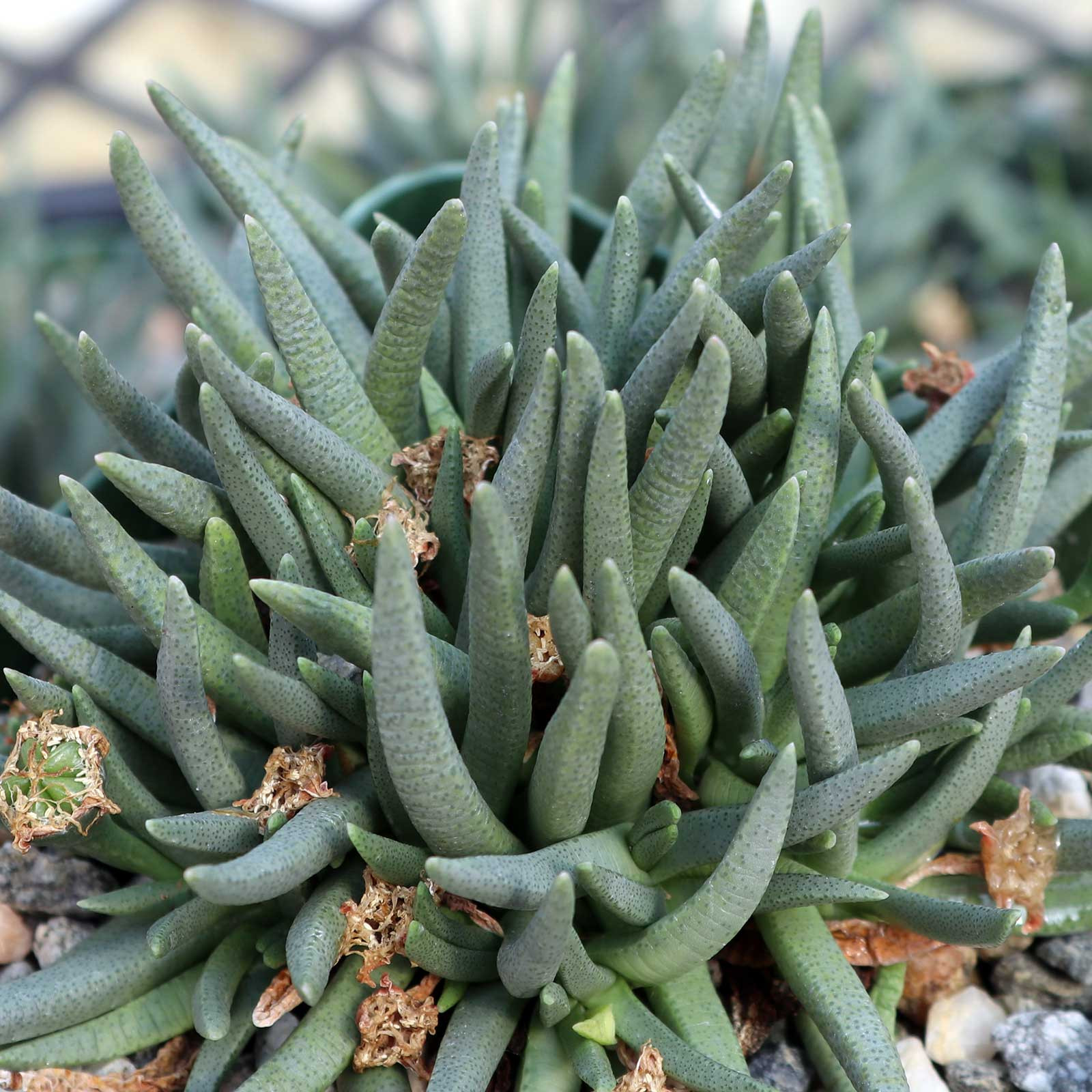 Mesembs (Mimicry Plants) | Mountain Crest Gardens®