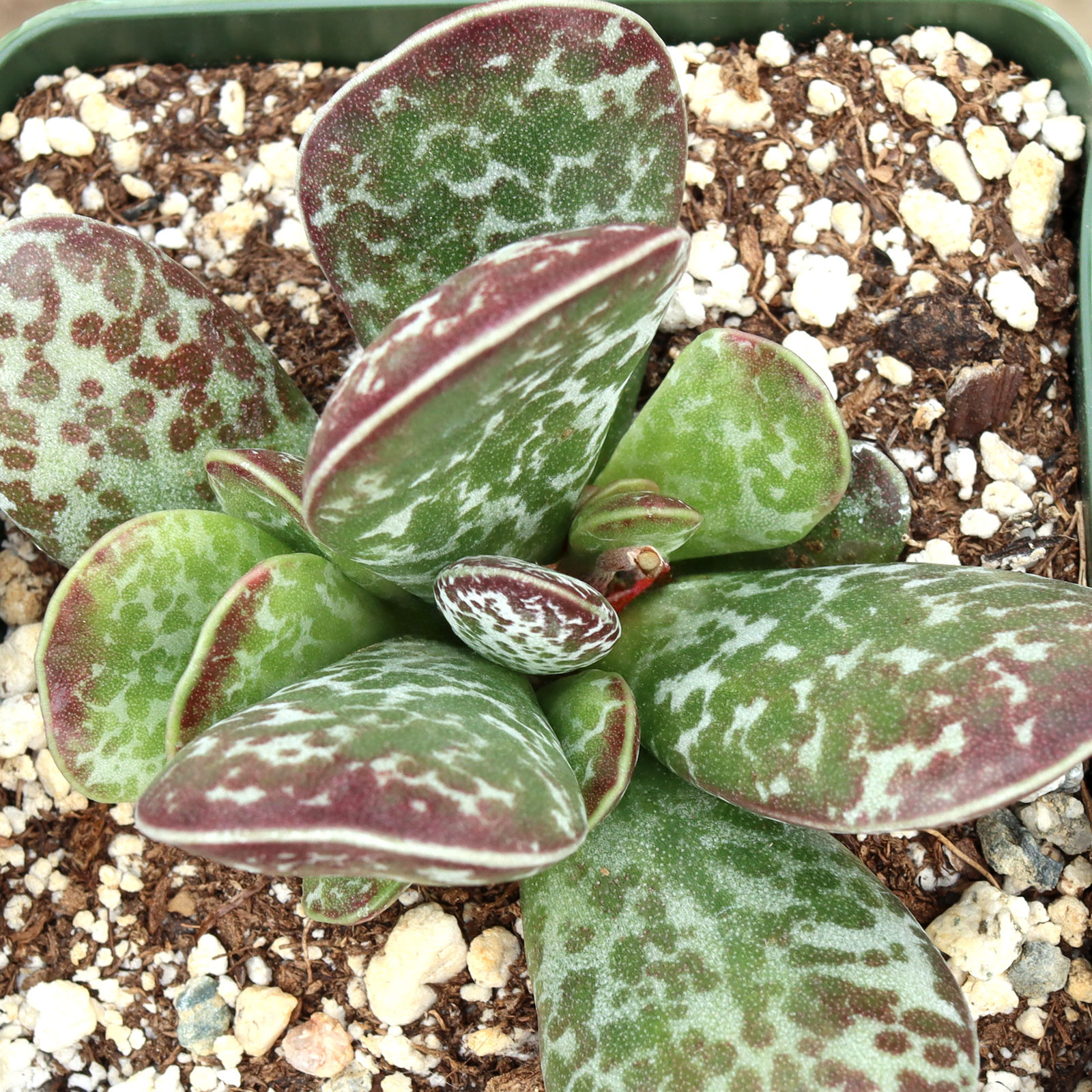 Adromischus Succulents | Mountain Crest Gardens®
