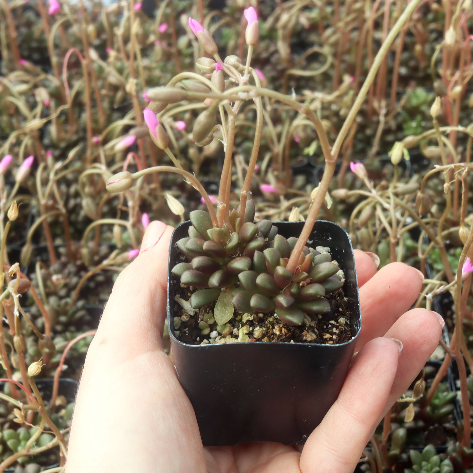 Anacampseros Succulents | Mountain Crest Gardens®