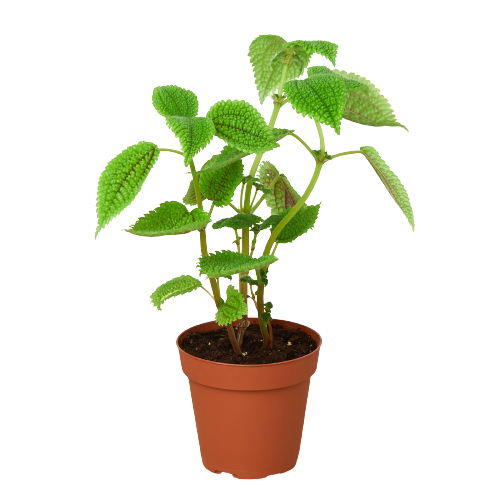 Houseplants - Types of Houseplants - Pilea - Mountain Crest Gardens