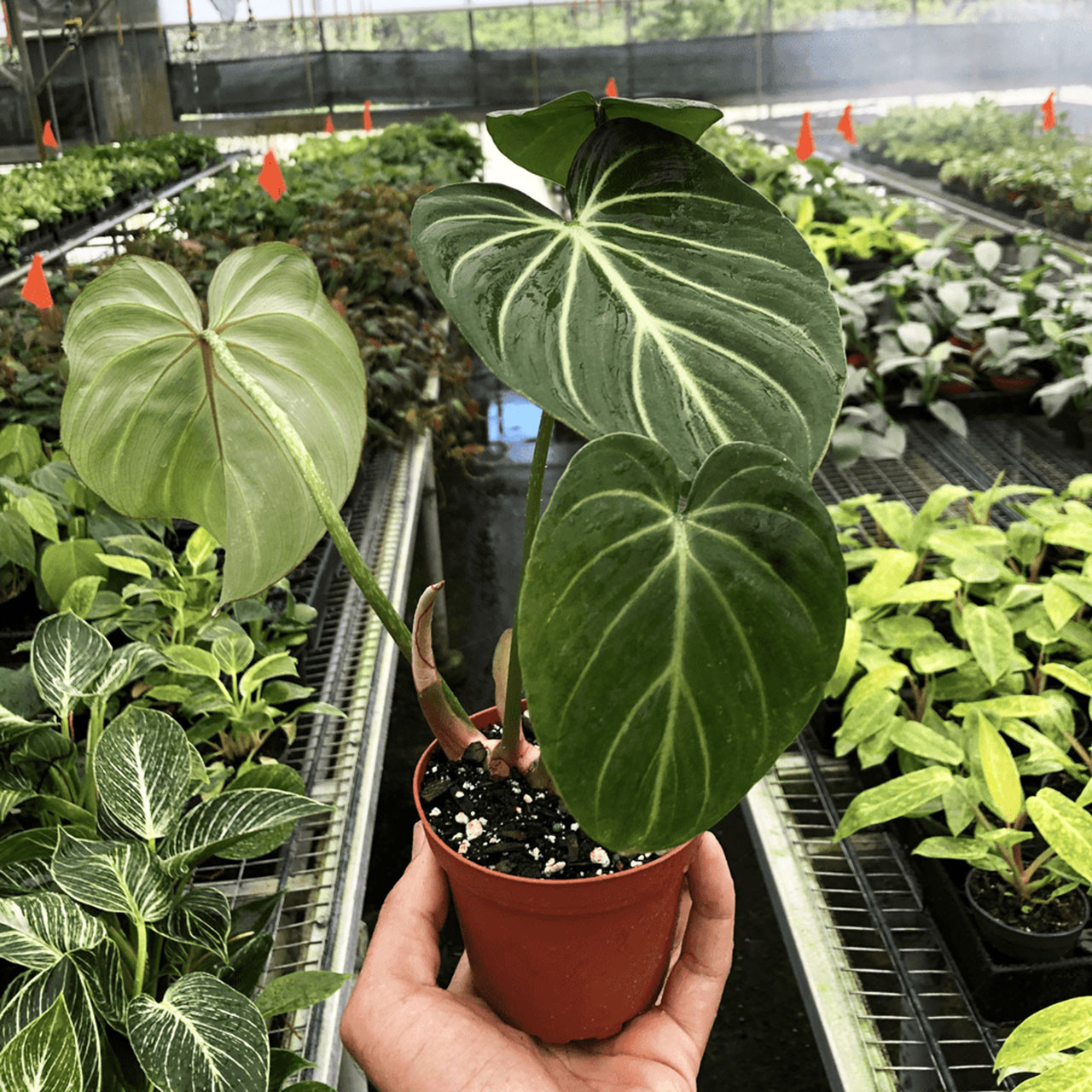 Houseplants - Rare & Unique Houseplants - Mountain Crest Gardens