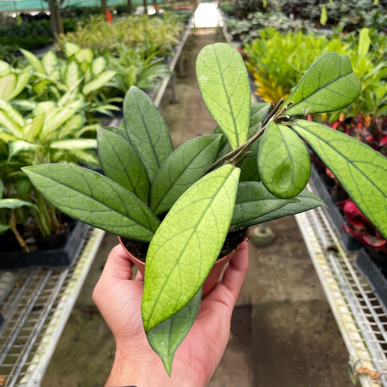 Houseplants - Types of Houseplants - Hoya Houseplants - Mountain Crest ...