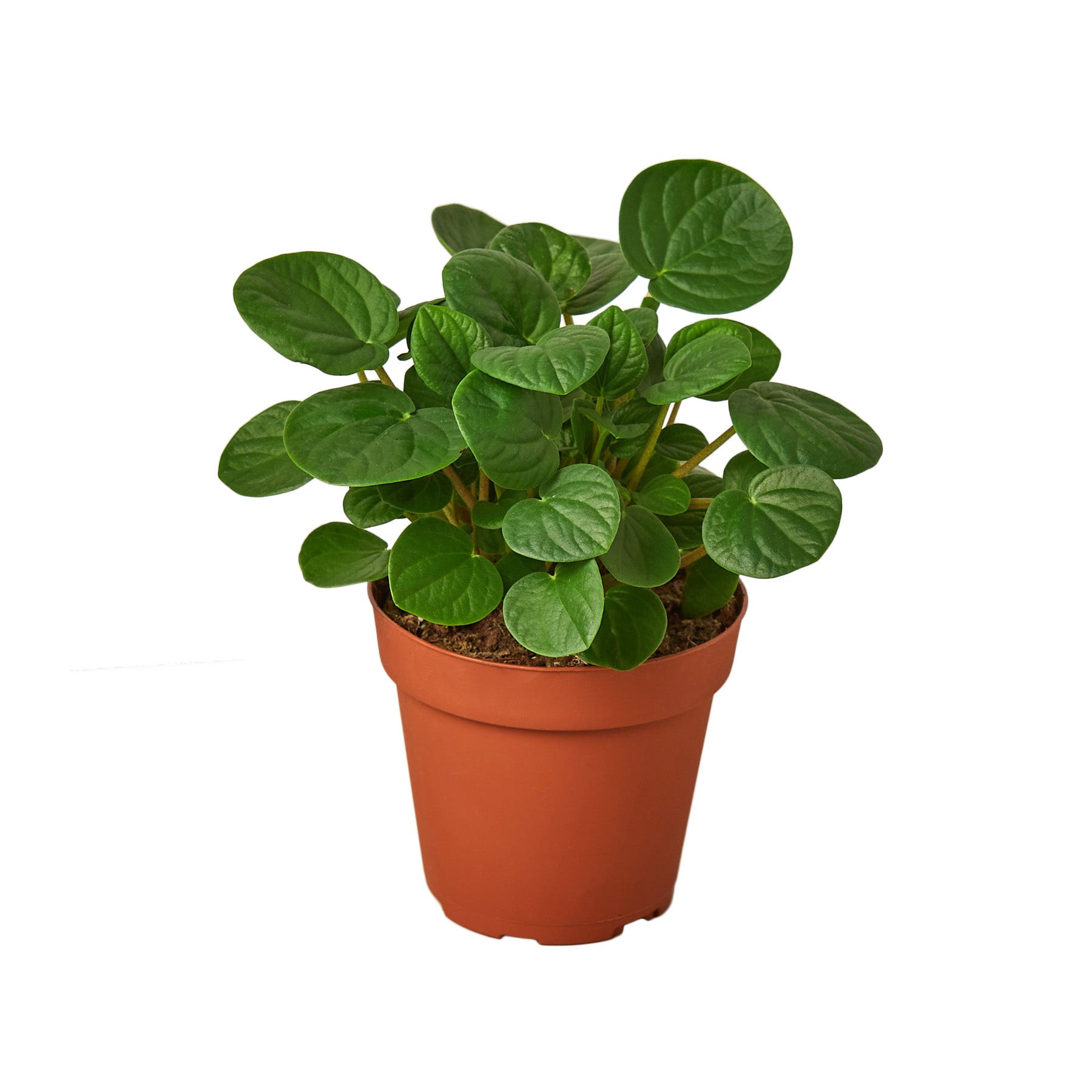 Houseplants - Types of Houseplants - Peperomia Houseplants - Mountain ...