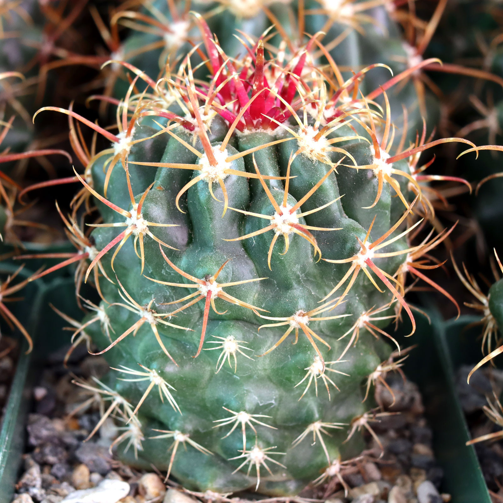 More Succulents - Cactus - Ferocactus - Mountain Crest Gardens