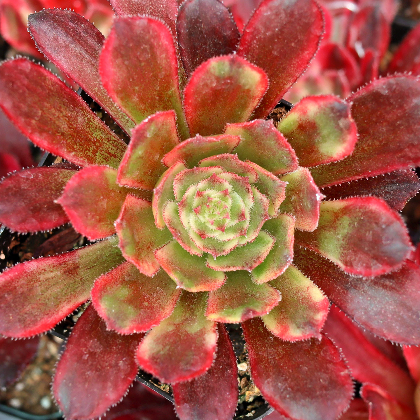 Rare & Unique Succulents for Sale | Mountain Crest Gardens®
