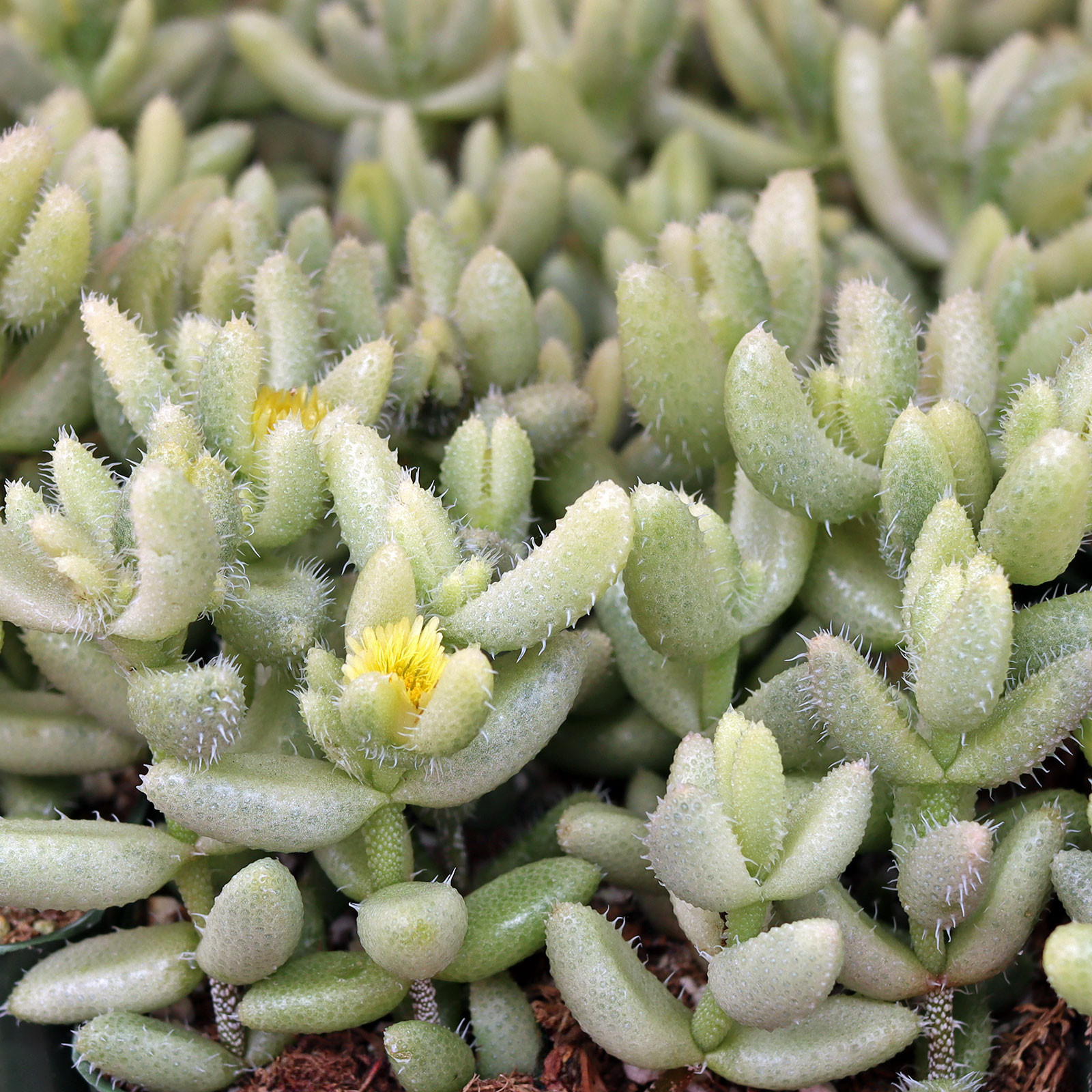 Mesembs (Mimicry Plants) | Mountain Crest Gardens®