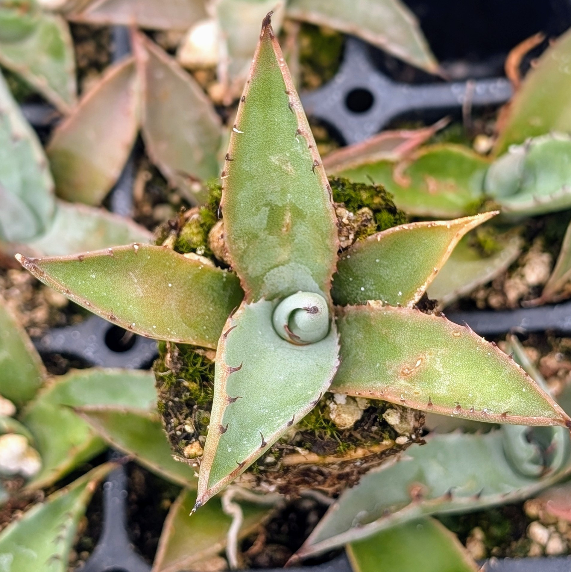 Agave for Sale Online | Mountain Crest Gardens®