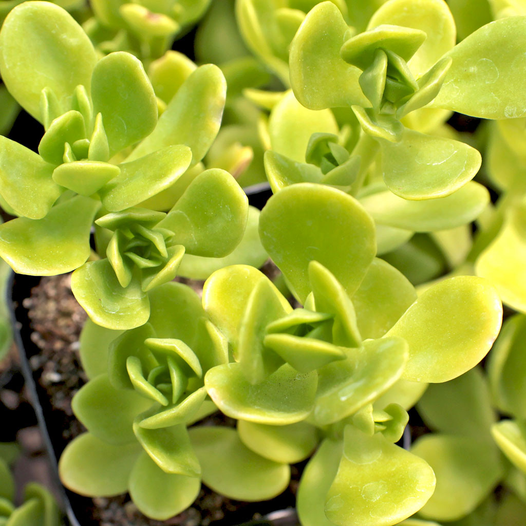 Hardy Succulents, Cold Tolerant Succulents | Mountain Crest Gardens®