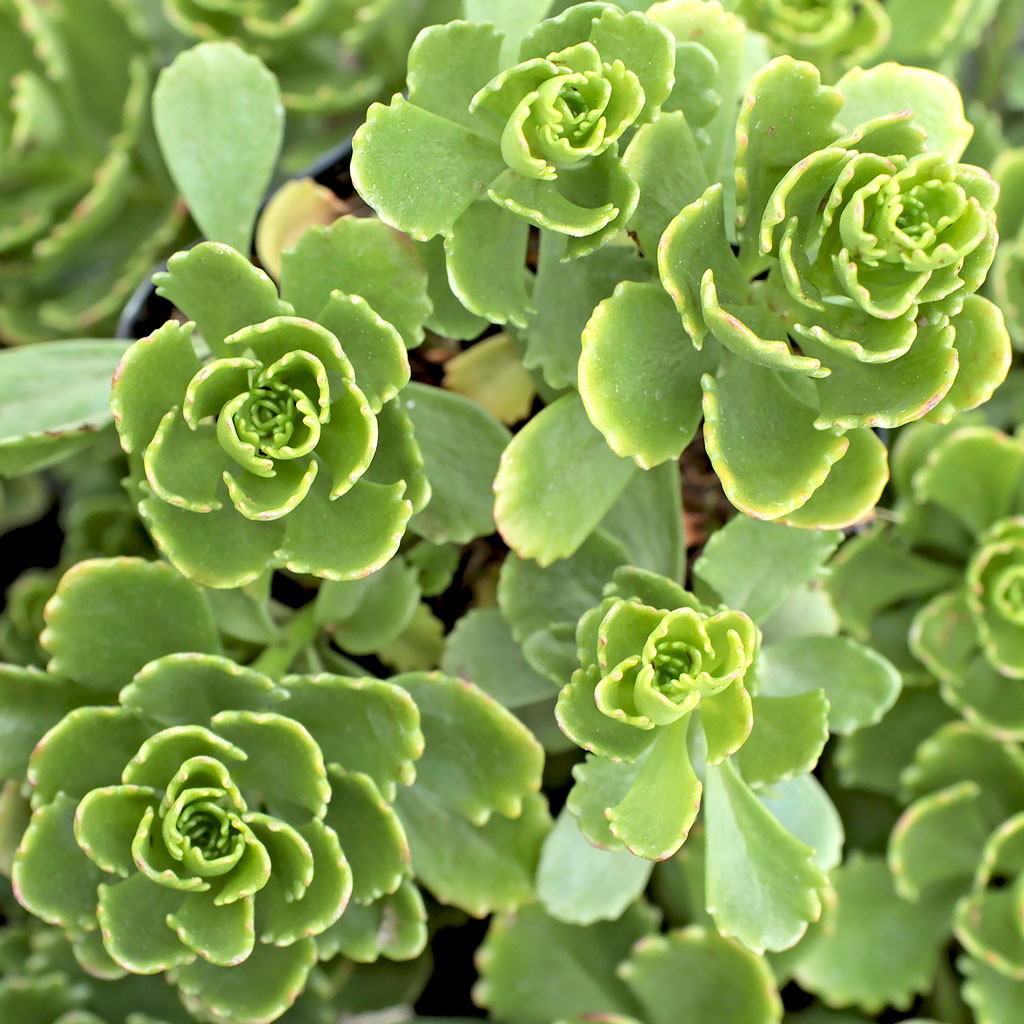 Sedum for Sale | Stonecrop | Ground Cover Stonecrop