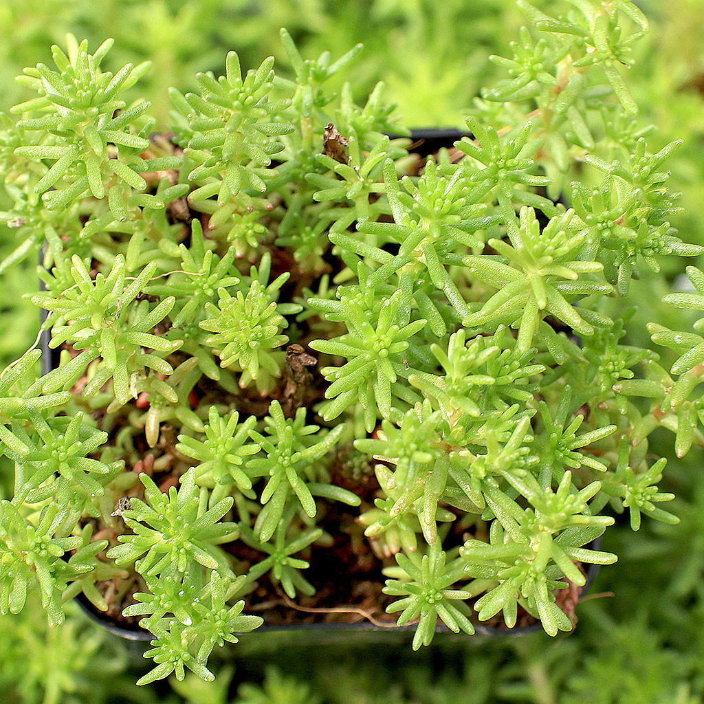 Sedum for Sale | Stonecrop | Ground Cover Stonecrop