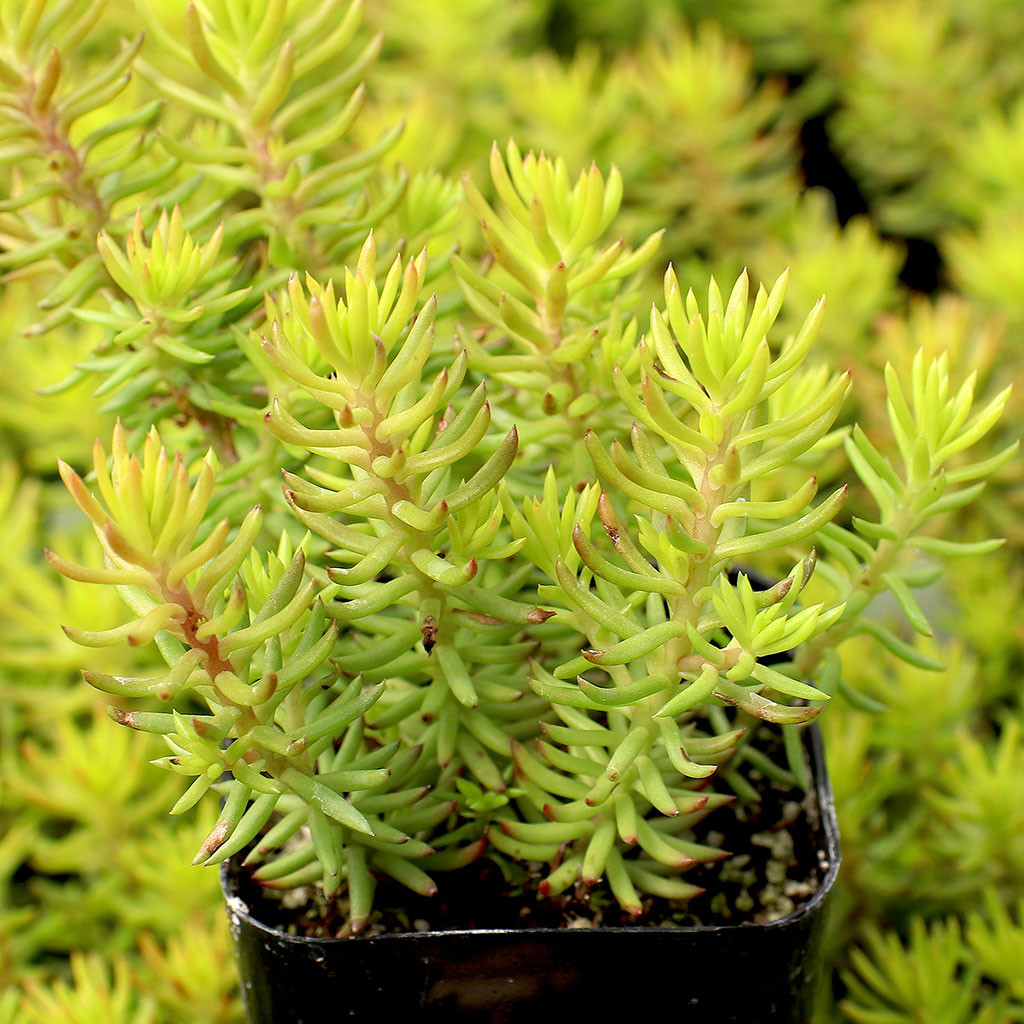 Sedum (Stonecrop) for Sale Online | Mountain Crest Gardens®