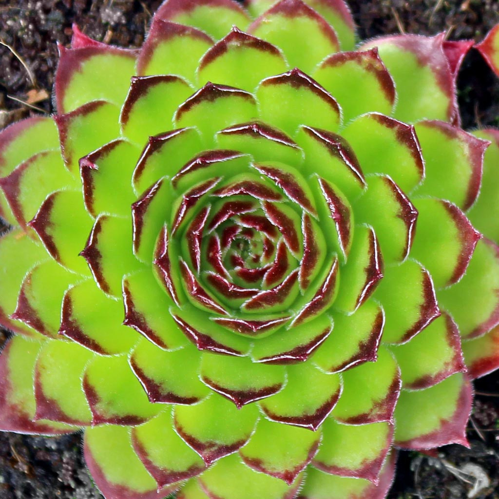 Hardy Succulents, Cold Tolerant Succulents | Mountain Crest Gardens®