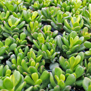 Best Succulents for Shade & Low Light | Mountain Crest Gardens®