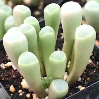 Mesembs (Mimicry Plants) | Mountain Crest Gardens®