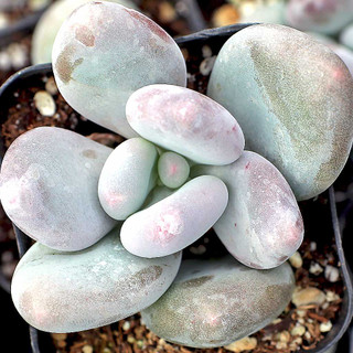 White & Silver Succulents | Mountain Crest Gardens®