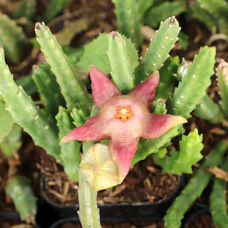 Stapeliads (Carrion Flower) | Mountain Crest Gardens®