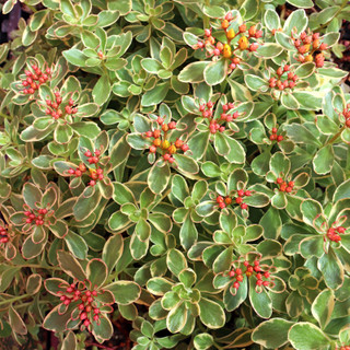 Best Outdoor Succulents | Mountain Crest Gardens®