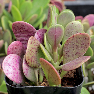 Ground Cover Succulents | Mountain Crest Gardens®