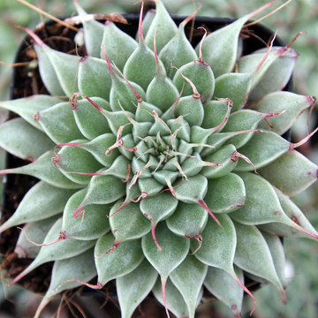 Graptoveria Succulents | Mountain Crest Gardens®