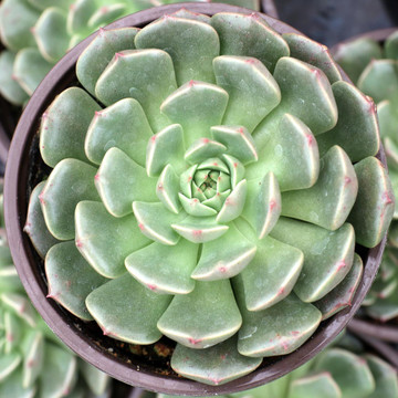 Graptoveria Succulents | Mountain Crest Gardens®